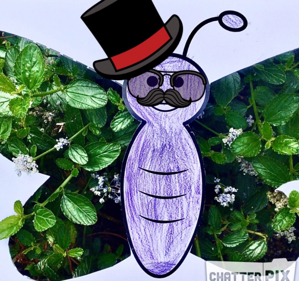 P6C Chatterpix Chatterboxes!